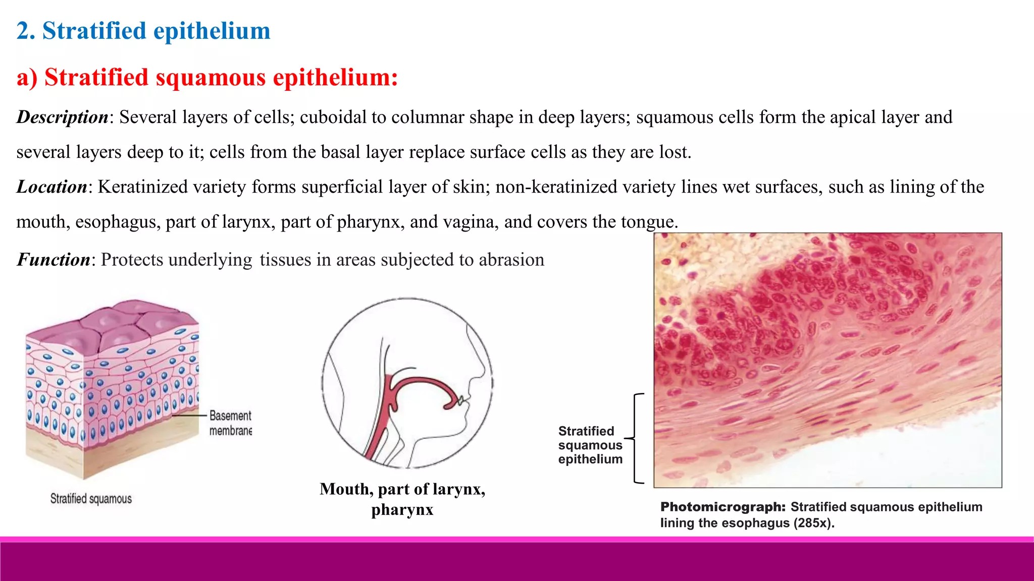 Introduction of tissue - Epithelial tissue | PDF