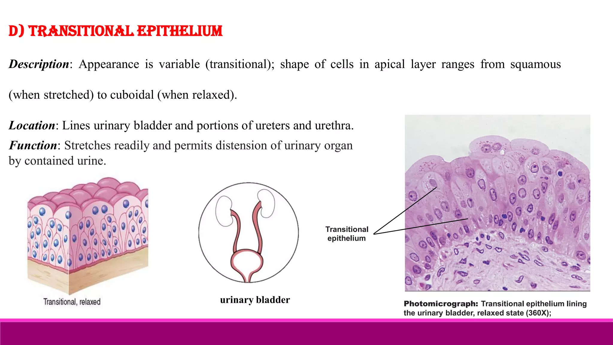 Introduction of tissue - Epithelial tissue | PDF