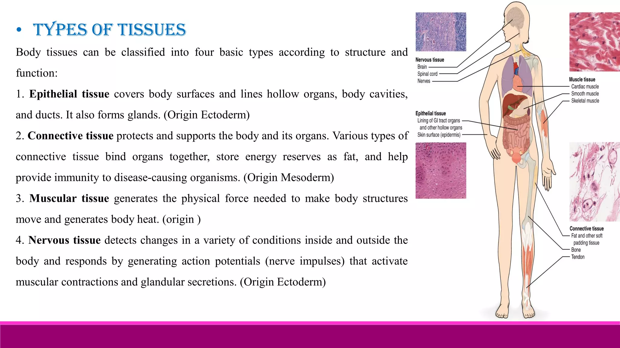 Introduction of tissue - Epithelial tissue | PDF