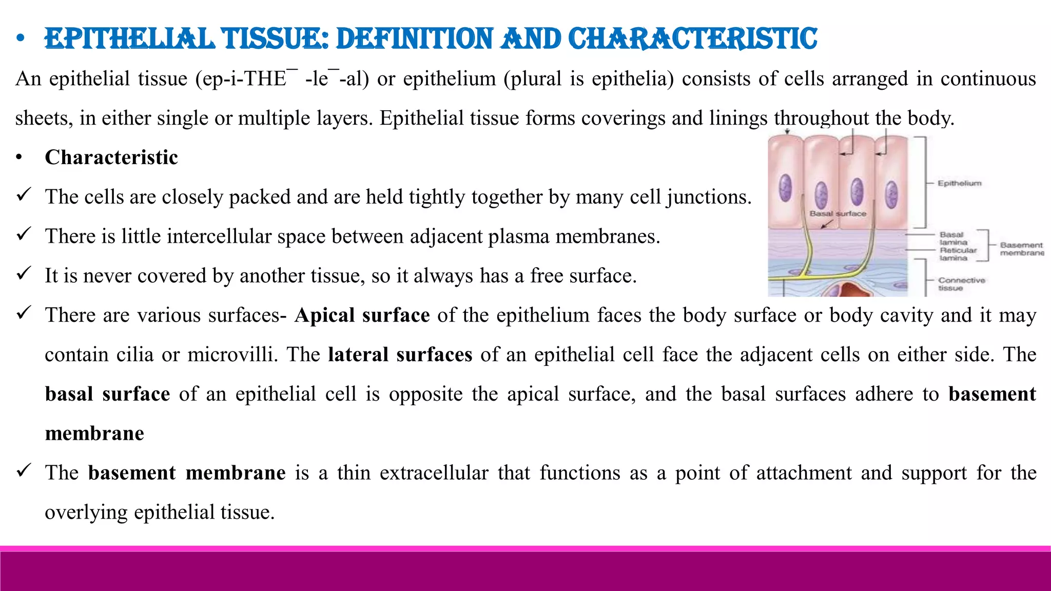 Introduction of tissue - Epithelial tissue | PDF