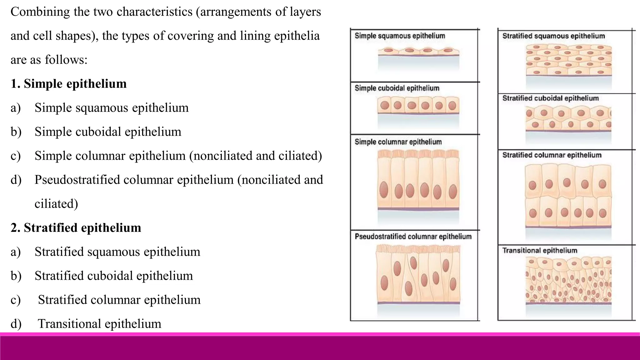 Introduction of tissue - Epithelial tissue | PDF