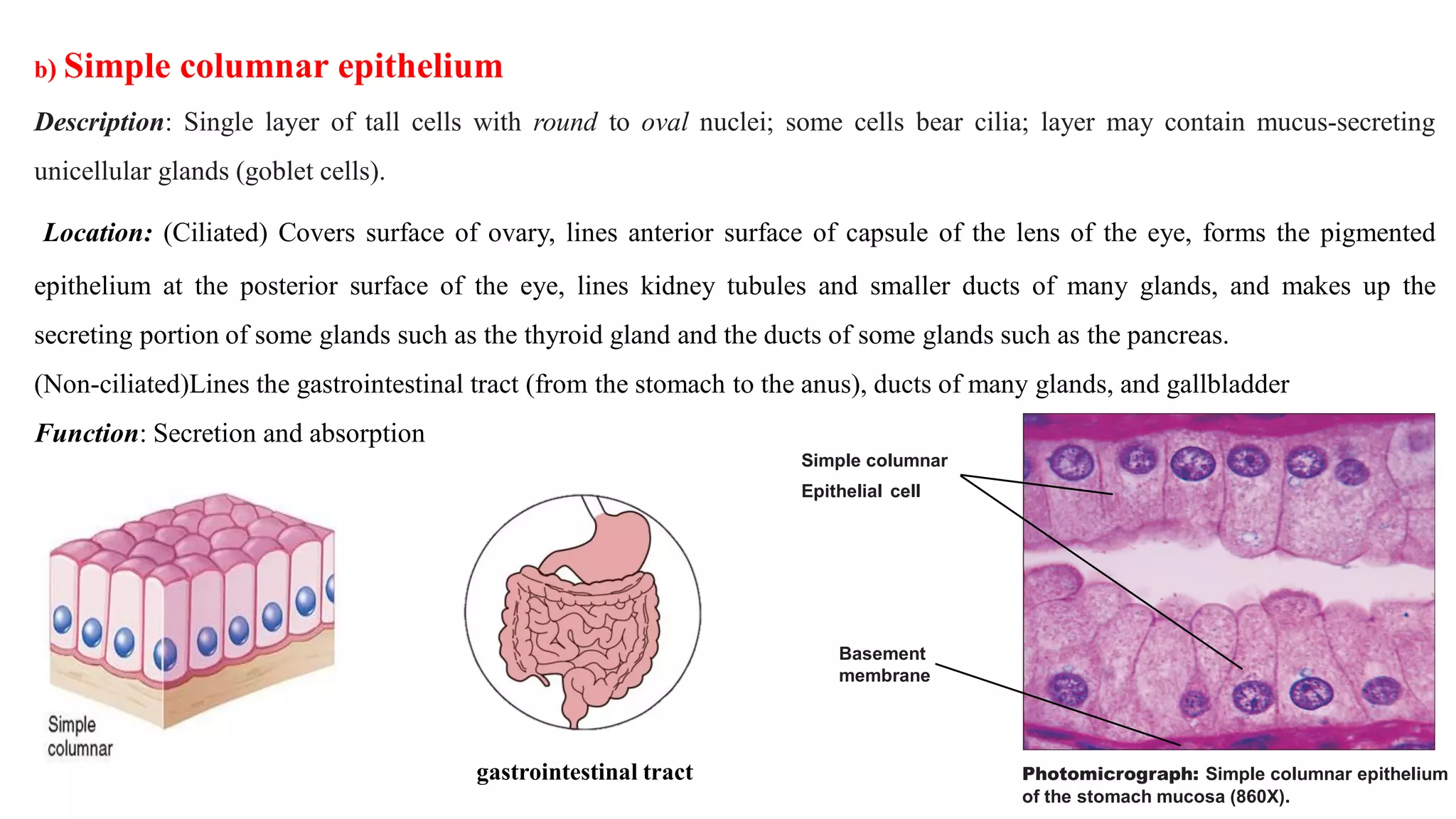 Introduction of tissue - Epithelial tissue | PDF