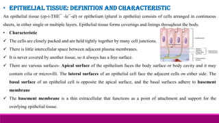 Epithelial Tissue Definition