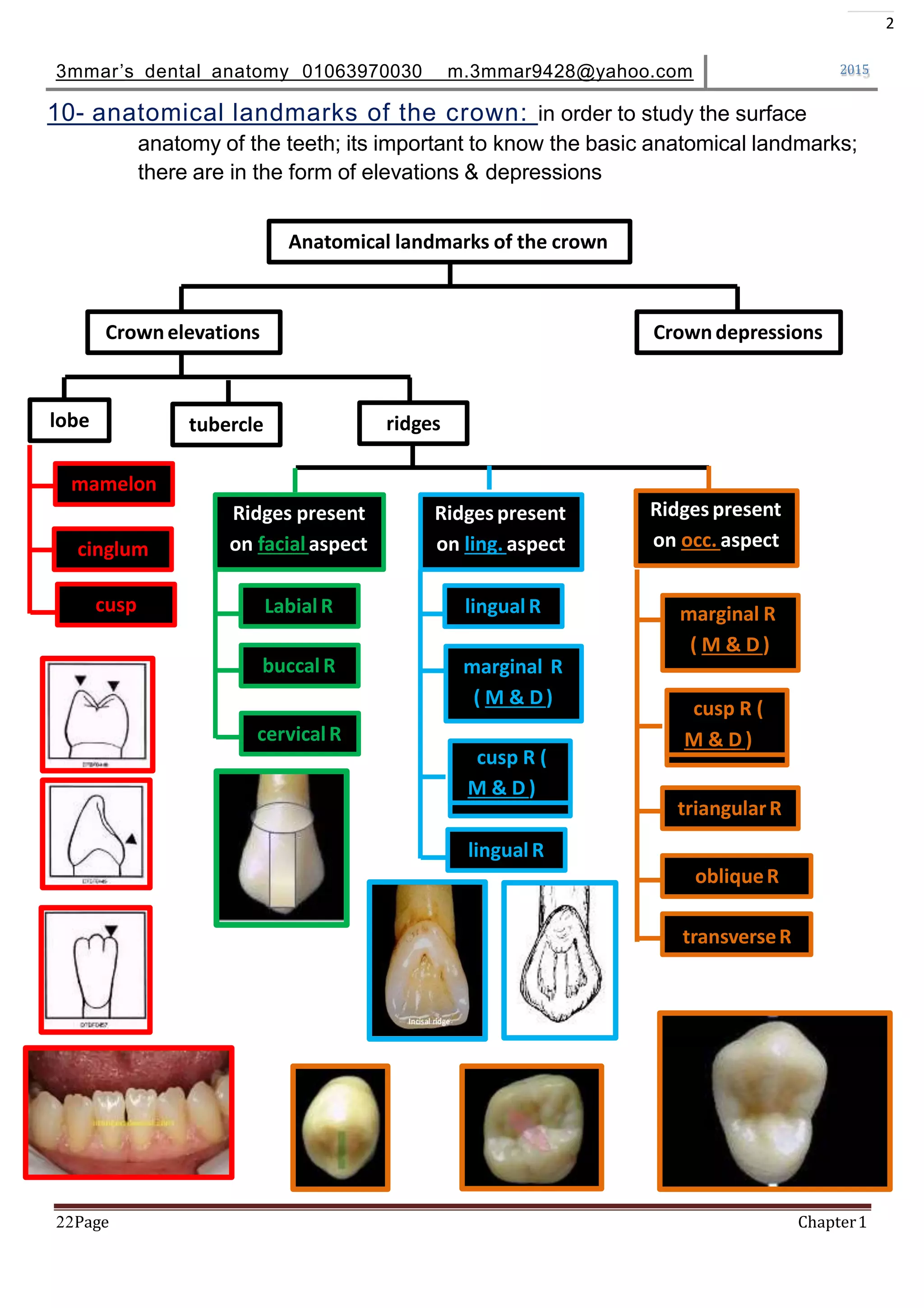introduction to dental anatomy | PPTX