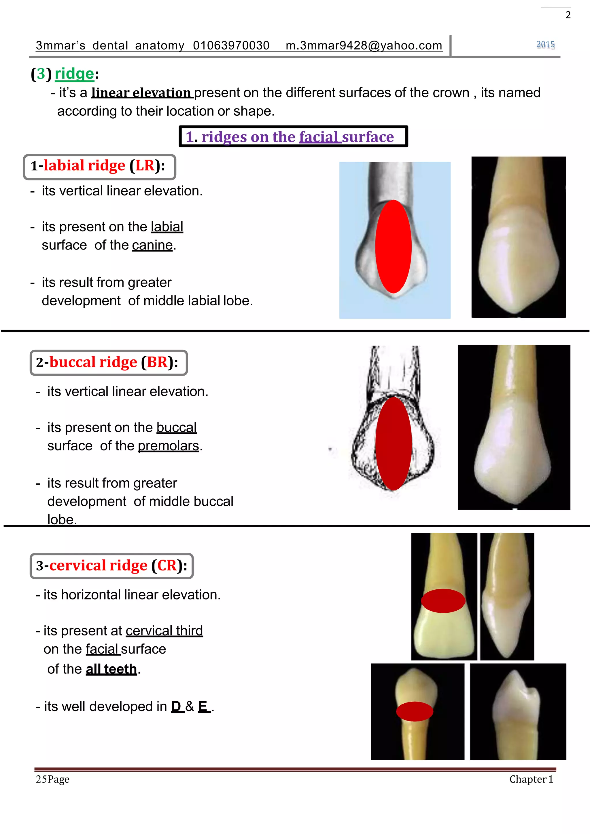 introduction to dental anatomy | PPTX