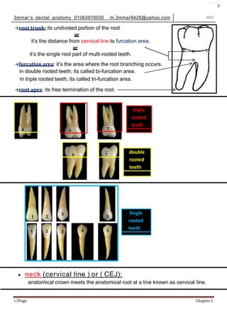introduction to dental anatomy | PPTX