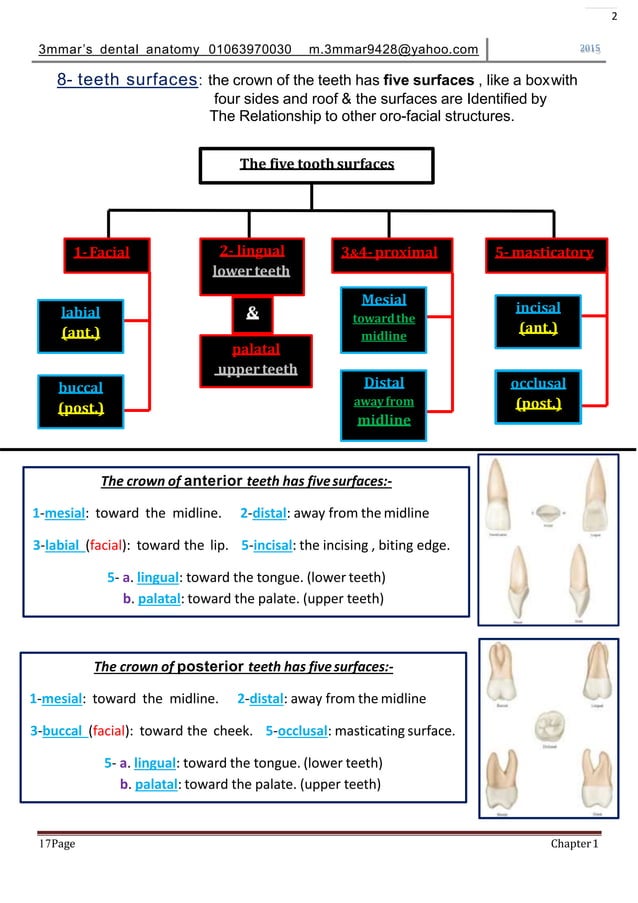 introduction to dental anatomy | PPTX
