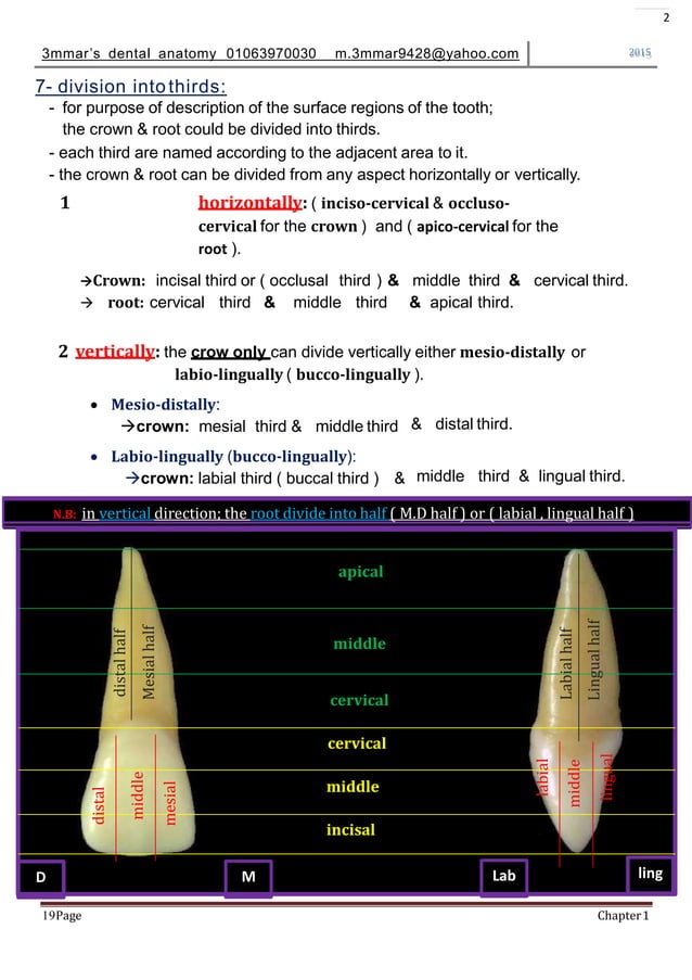 introduction to dental anatomy | PPTX