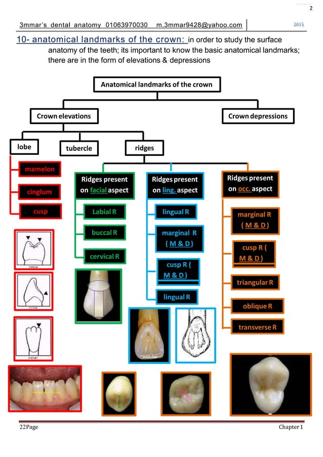 introduction to dental anatomy | PPTX