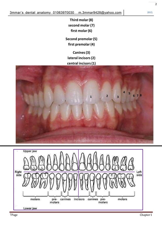 introduction to dental anatomy | PPTX