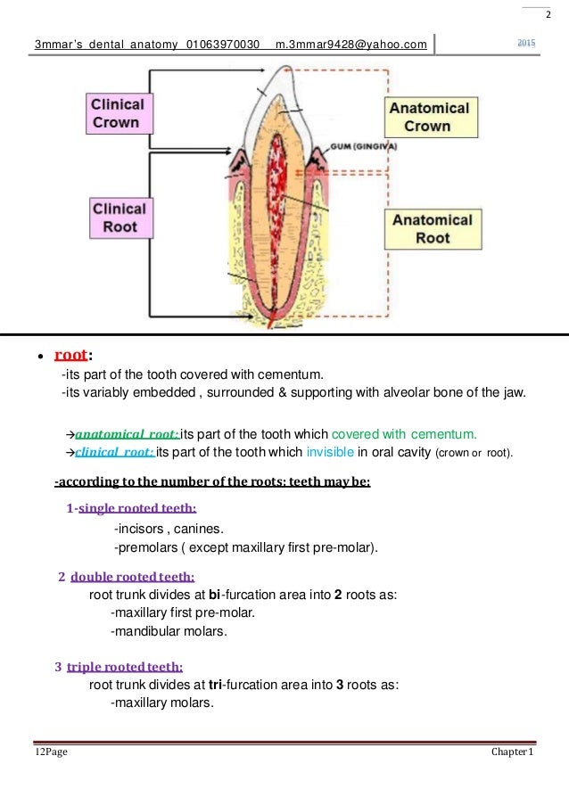 Introduction To Dental Anatomy