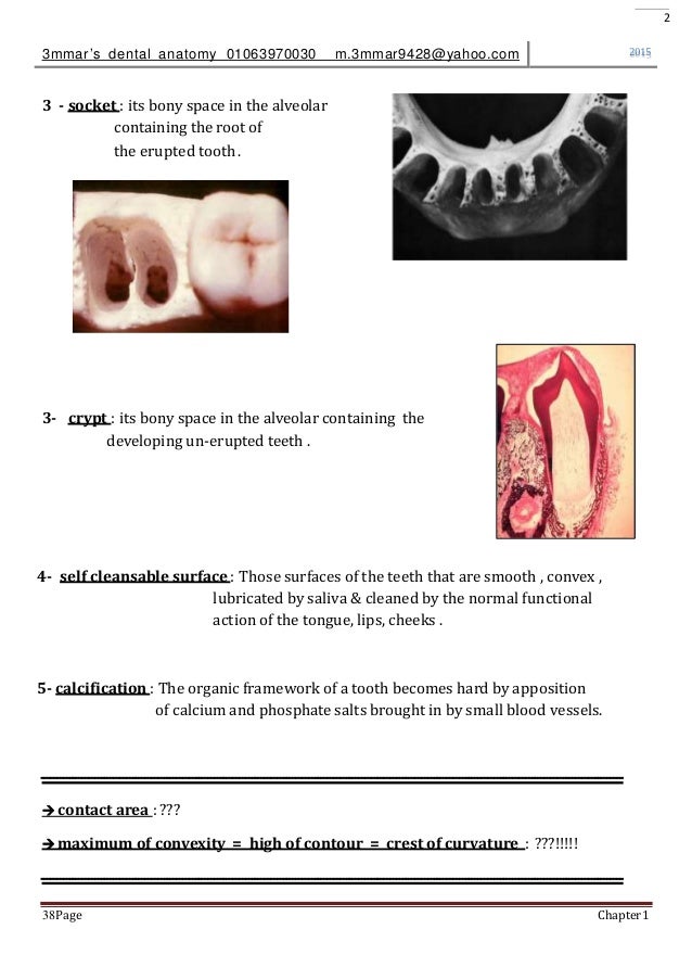 Introduction To Dental Anatomy