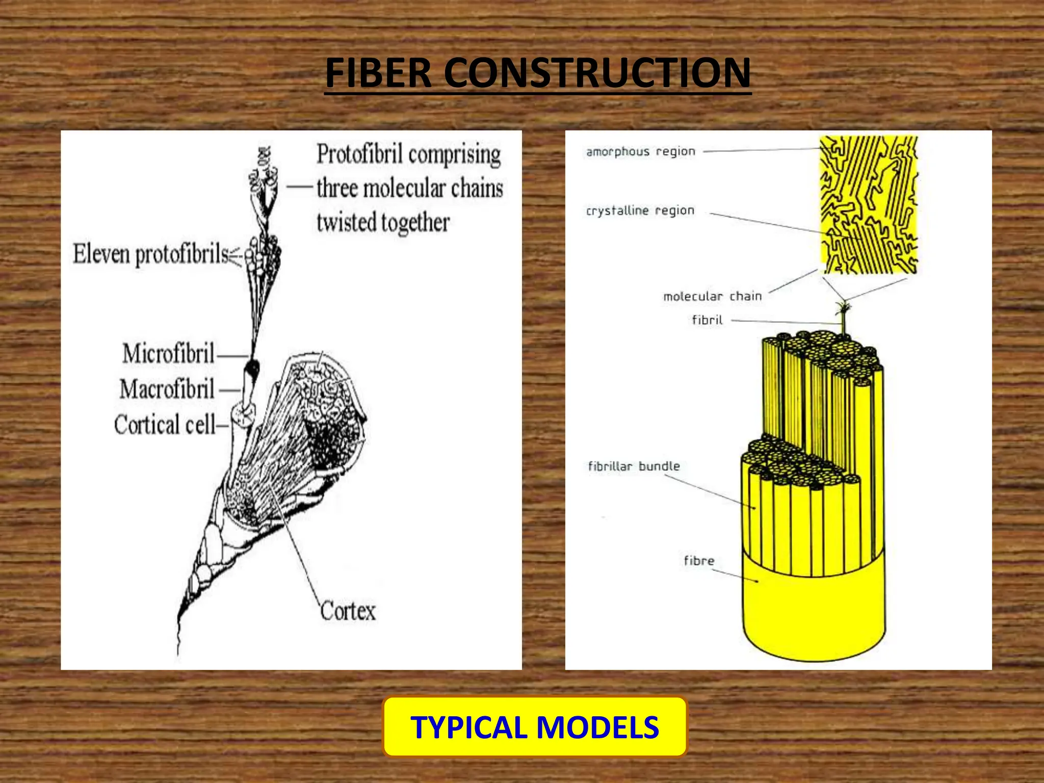 Introduction to fiber and fiber morphology. | PPTX