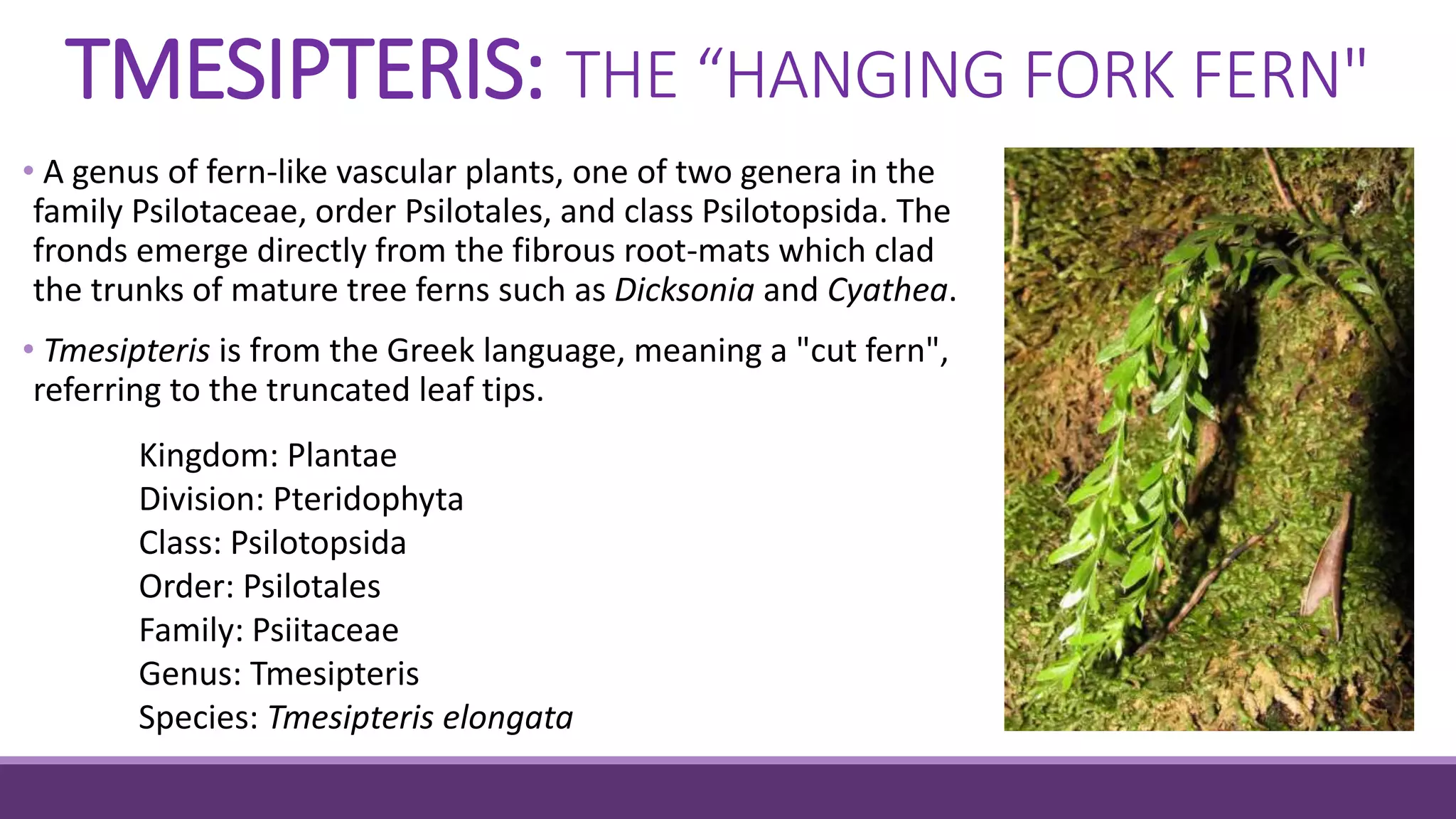Vascular Plants: Pteridophyta (part 1) | PPTX