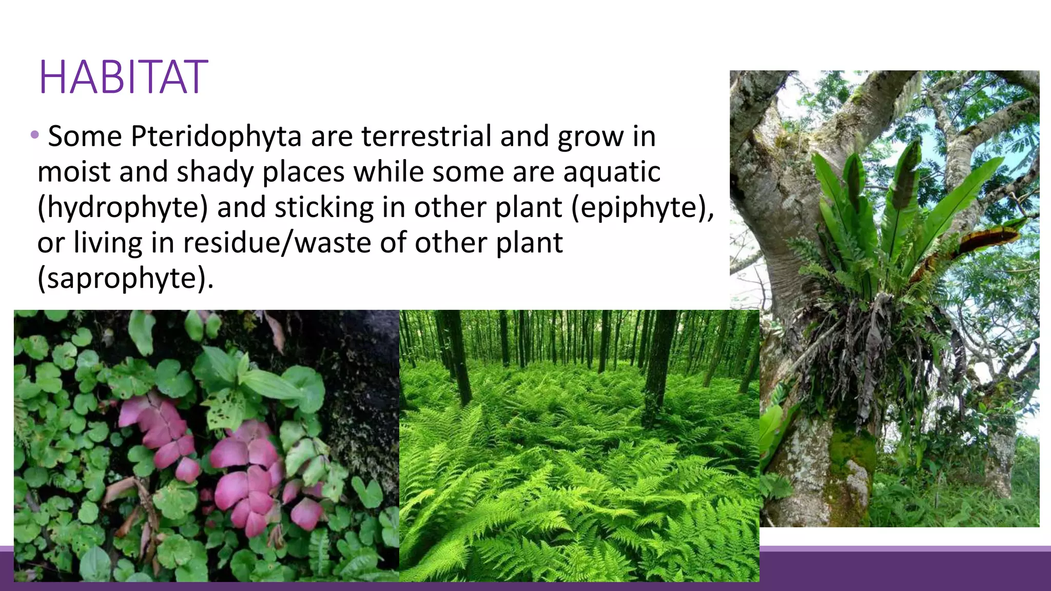 Vascular Plants: Pteridophyta (part 1) | PPTX