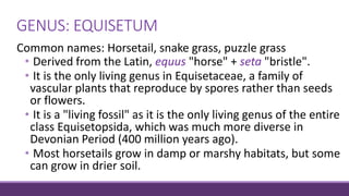 Vascular Plants: Pteridophyta (part 1) | PPTX