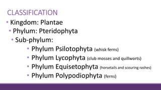 Vascular Plants: Pteridophyta (part 1) | PPTX
