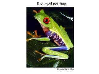 Introduction rainforests | PDF
