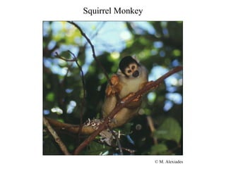 Introduction rainforests | PDF