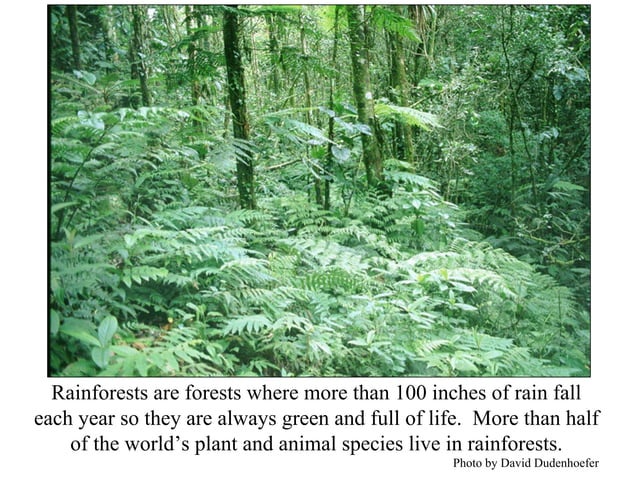 Introduction rainforests | PPT