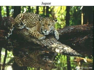 Introduction rainforests | PDF