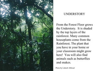 Introduction to Rainforests | PDF