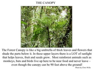 Introduction to Rainforests | PDF