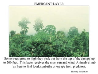 Introduction to Rainforests | PDF