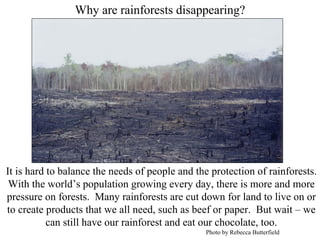 Introduction to Rainforests | PDF