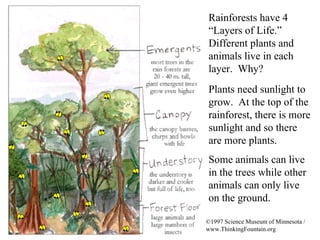 Introduction to Rainforests | PDF
