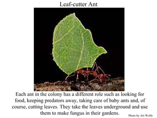 Introduction to Rainforests | PDF