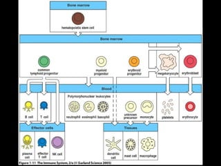 Introduction to immune system | PPT