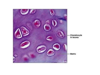 Introduction,structure,funtions and nutrition of hyaline cartilage | PPTX