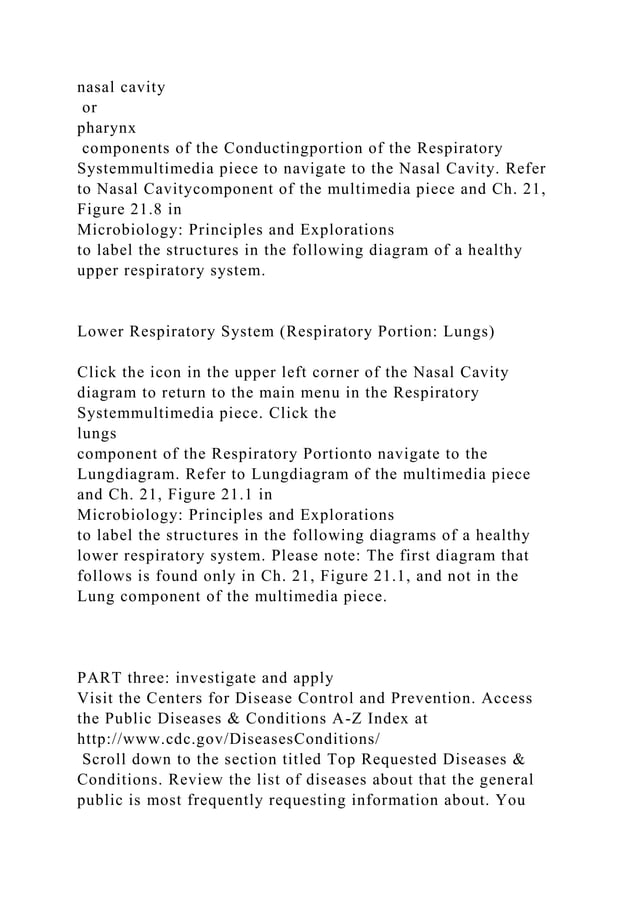 IntroductionThe respiratory system consists of the upper respirato.docx