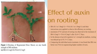 INTRODUCTION The rose plant belongs to plant family | PPT