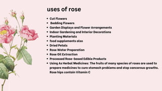 INTRODUCTION The rose plant belongs to plant family | PDF