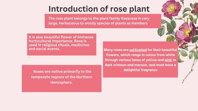 INTRODUCTION The rose plant belongs to plant family | PPT