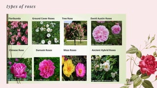 INTRODUCTION The rose plant belongs to plant family | PDF