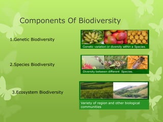 Introduction to Biodiversity | PPT