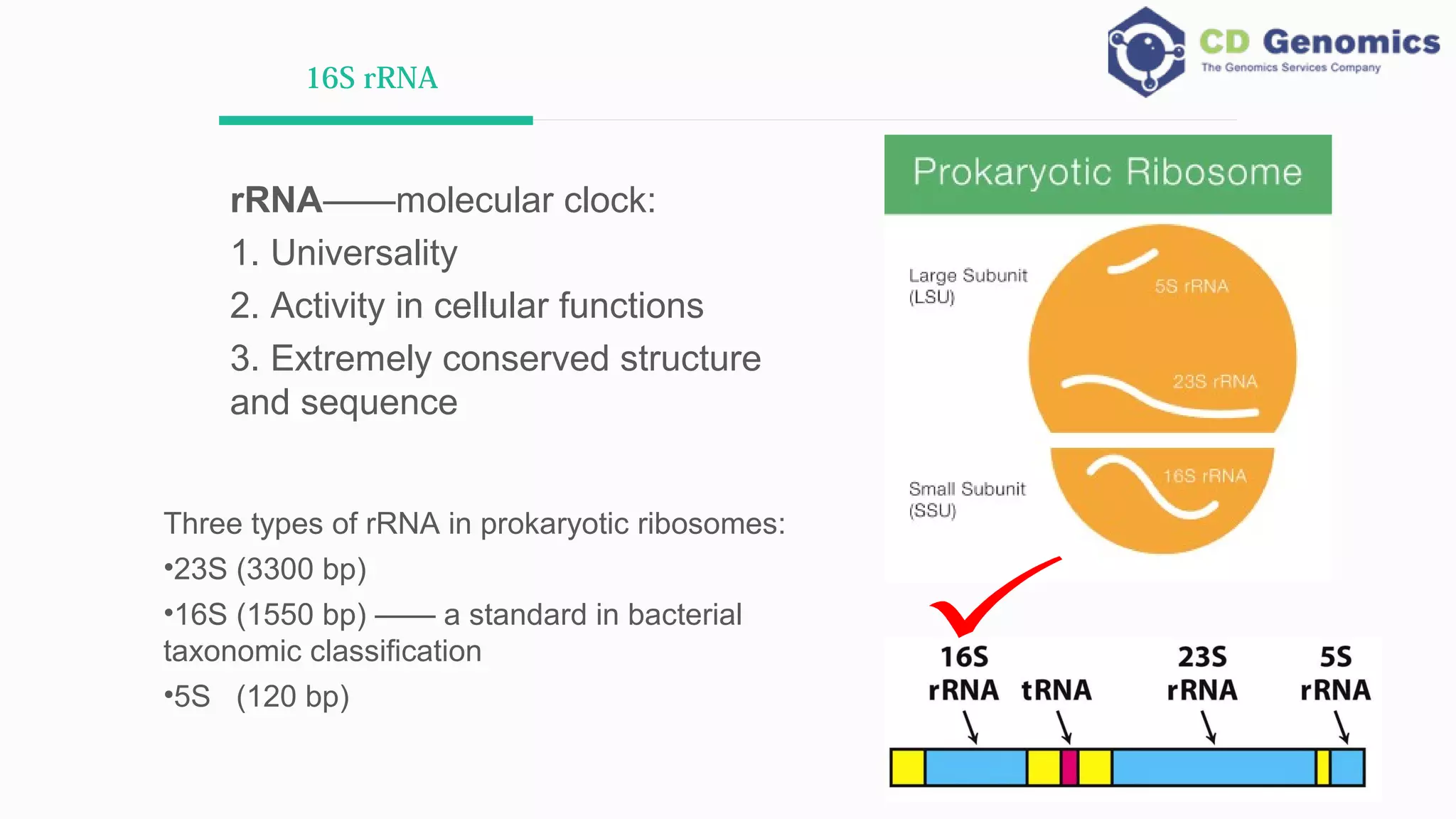 Introduction to 16s r rna sequencing cd genomics | PPT