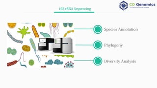 Introduction to 16s r rna sequencing cd genomics | PPT