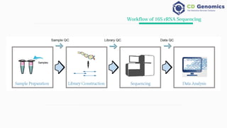 Introduction to 16s r rna sequencing cd genomics | PPT