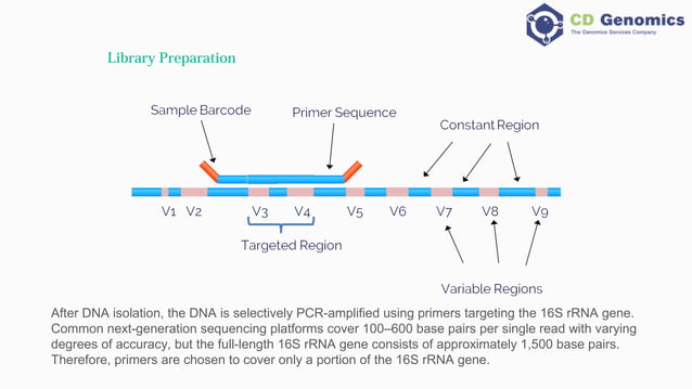 Introduction to 16s r rna sequencing cd genomics | PPT