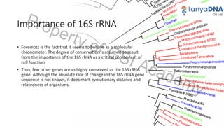 Introduction to 16s Sequencing For Methagenomic | PDF
