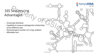Introduction to 16s Sequencing For Methagenomic | PPT