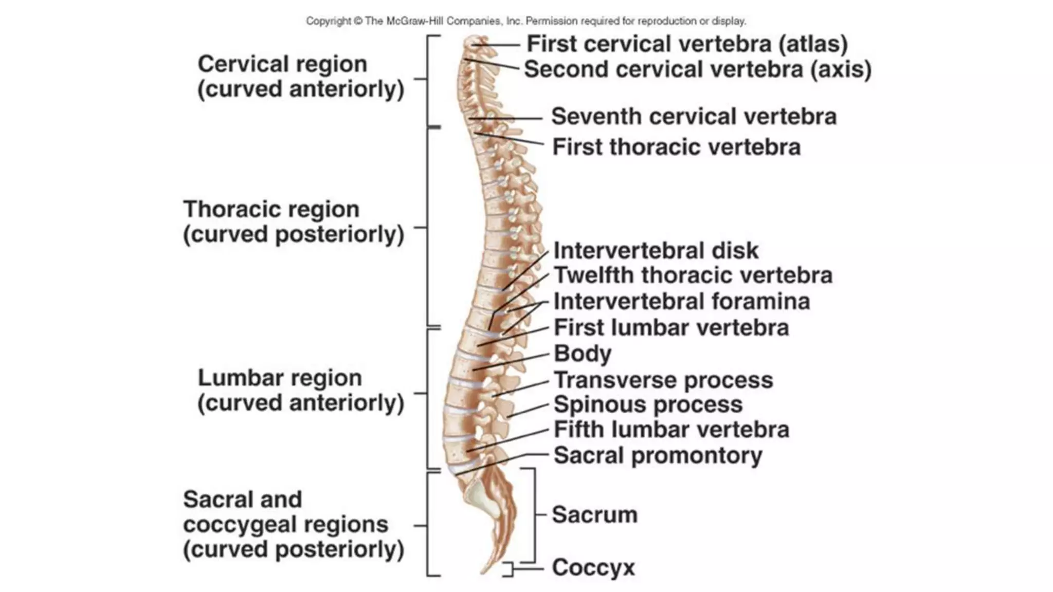 Introduction to 206 bones of the human body | PPTX