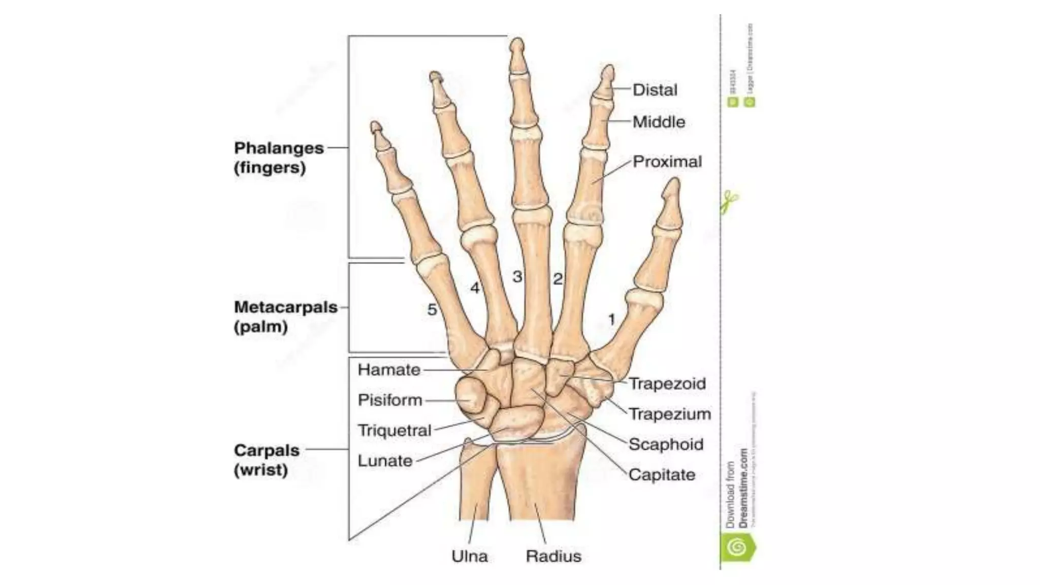 Introduction to 206 bones of the human body | PPTX