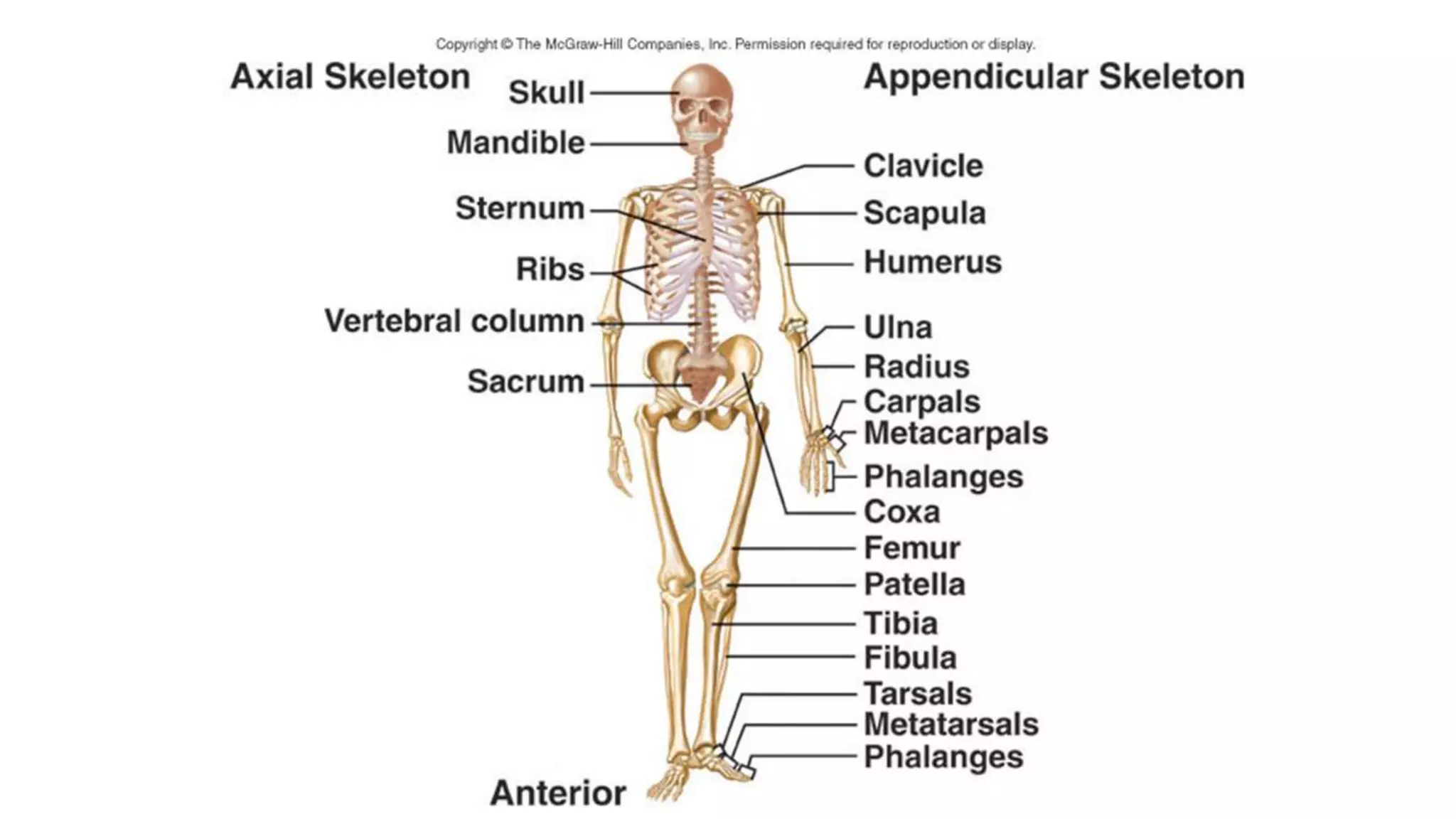 Introduction to 206 bones of the human body | PPTX