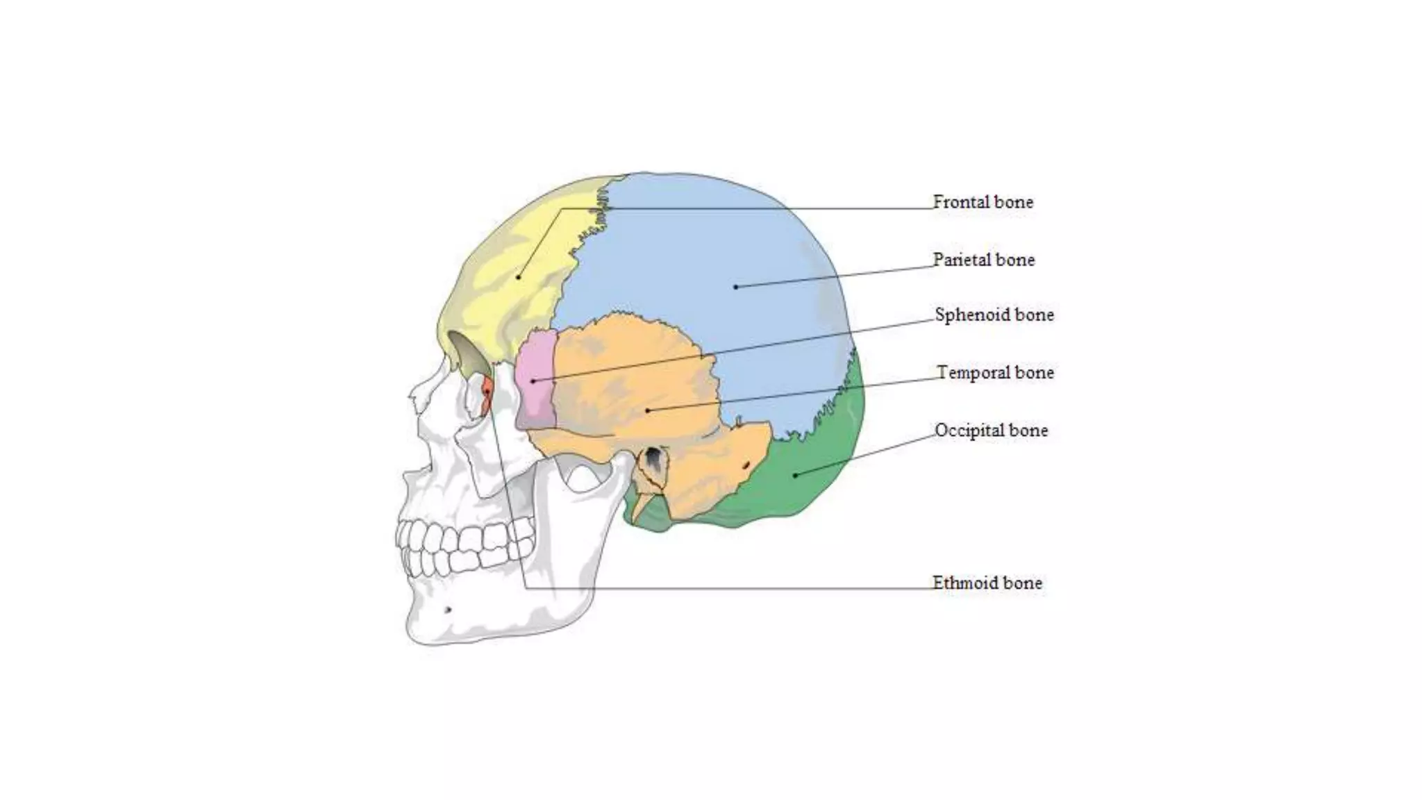Introduction to 206 bones of the human body | PPTX