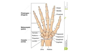Introduction to 206 bones of the human body | PPTX